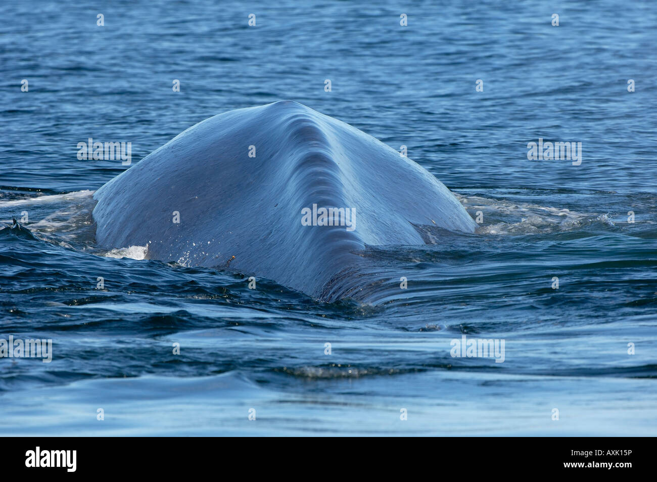 Skeleton balaenoptera musculus hi-res stock photography and images - Alamy