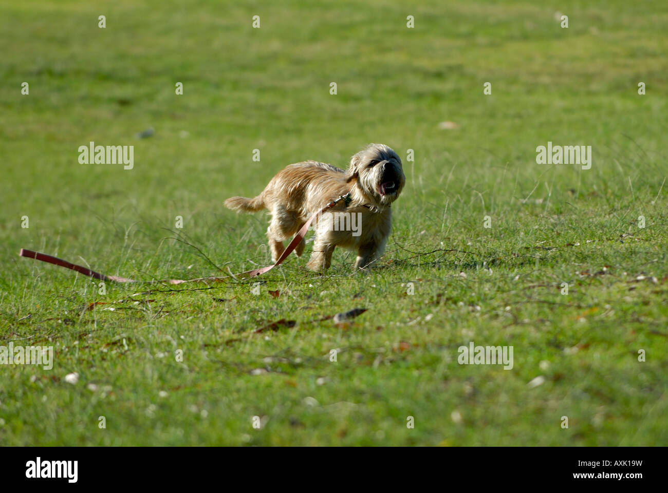 Dog running free, leash trailing behind Stock Photo - Alamy