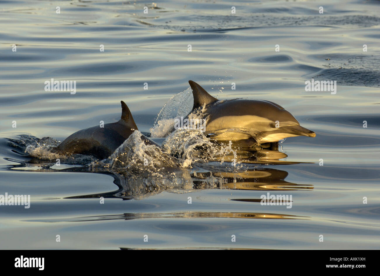 Long beaked Common Dolphin Delphinus capenisis Sea of Cortez Mexico ...