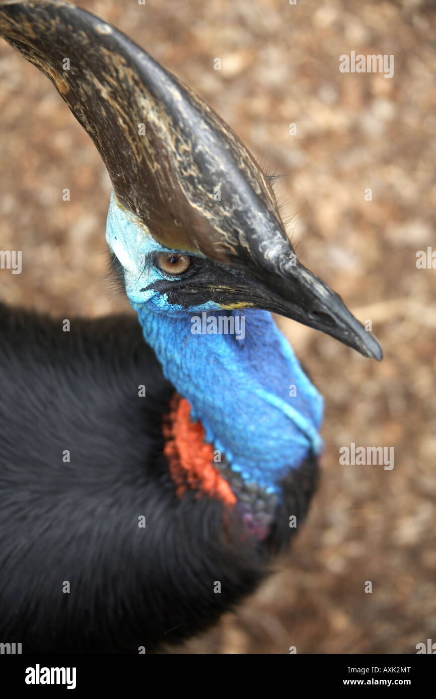 Southern cassowary feathers High Resolution Stock Photography and ...