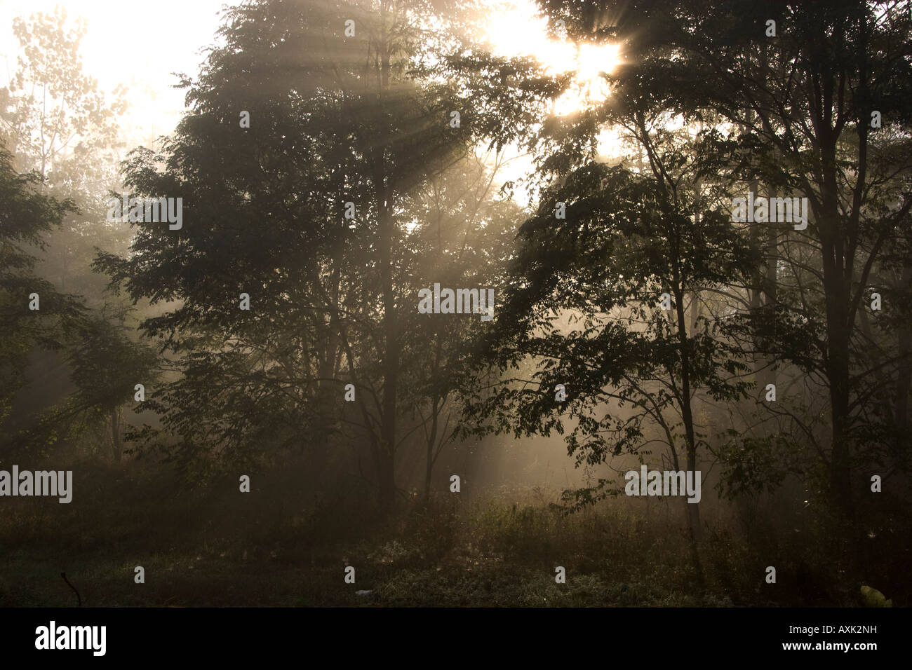 Blindingly Lit, Dark Thicket Stock Photo - Alamy