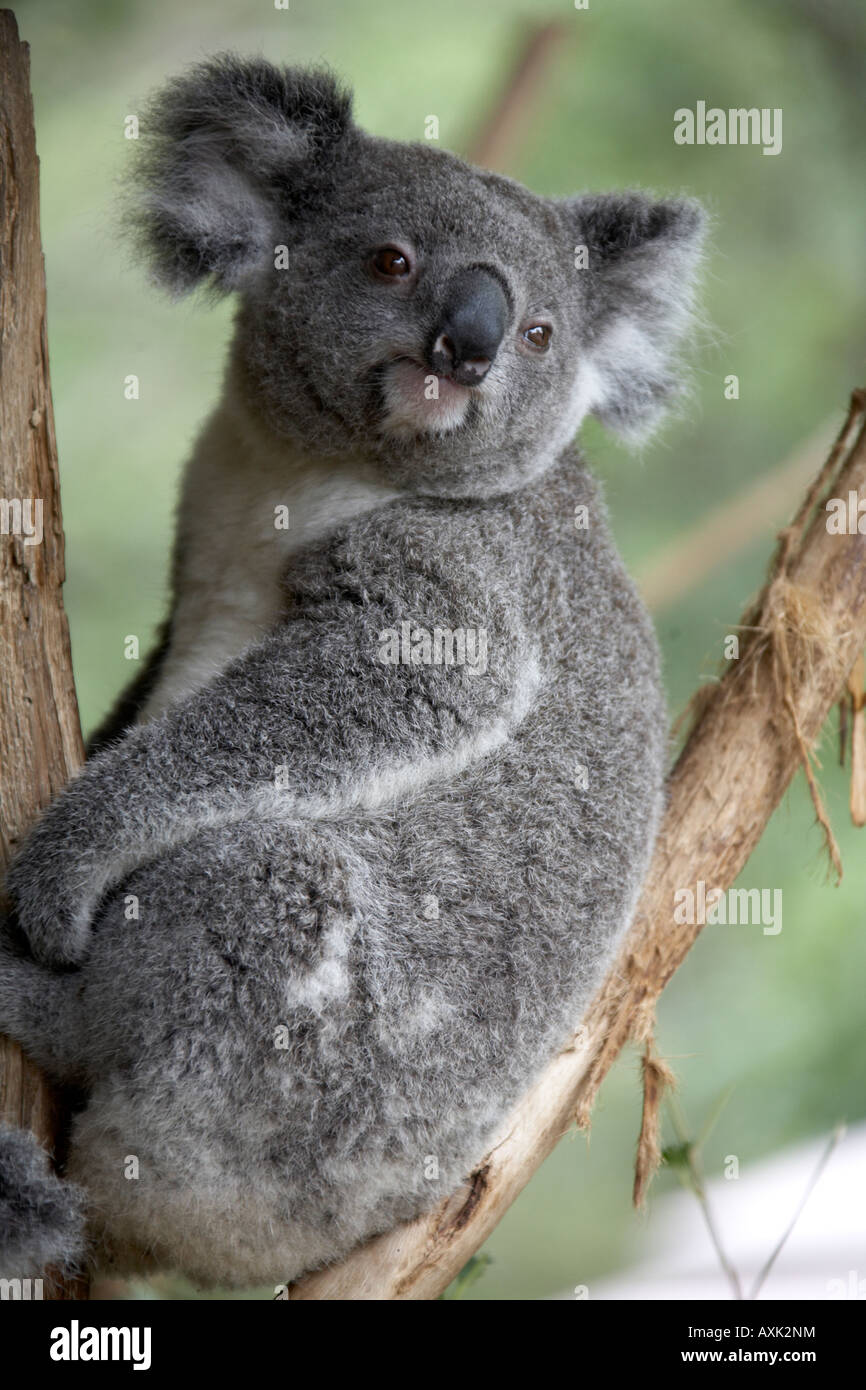 Soft cuddly Koala bear resting in a eucalyptus or gum tree in Lone Pine ...
