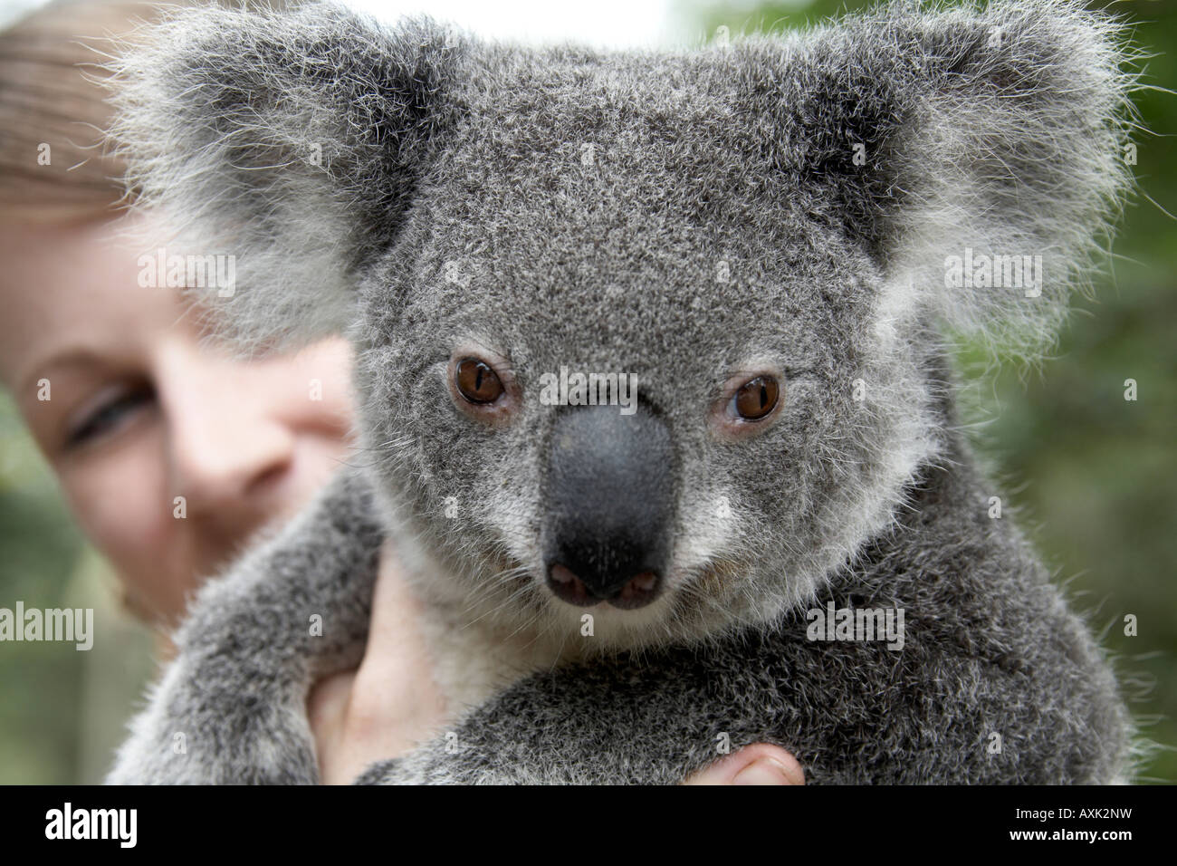 Soft cuddly Koala bear being carried by a keeper in Lone Pine Koala ...