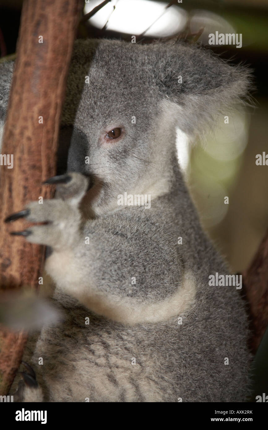 Soft cuddly Koala bear resting in a eucalyptus or gum tree in Lone Pine ...