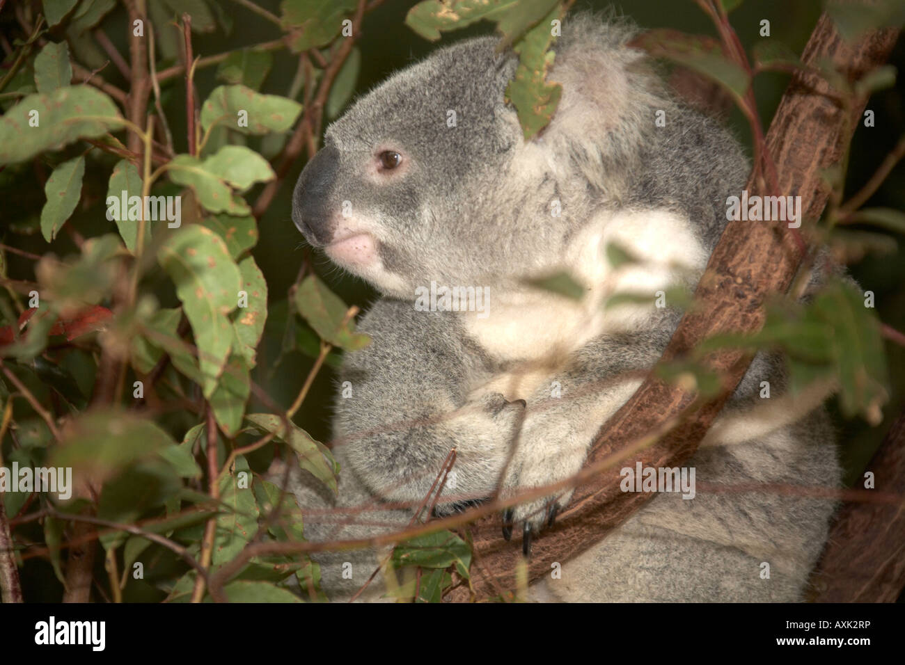 Soft cuddly Koala bear resting in a eucalyptus or gum tree in Lone Pine ...