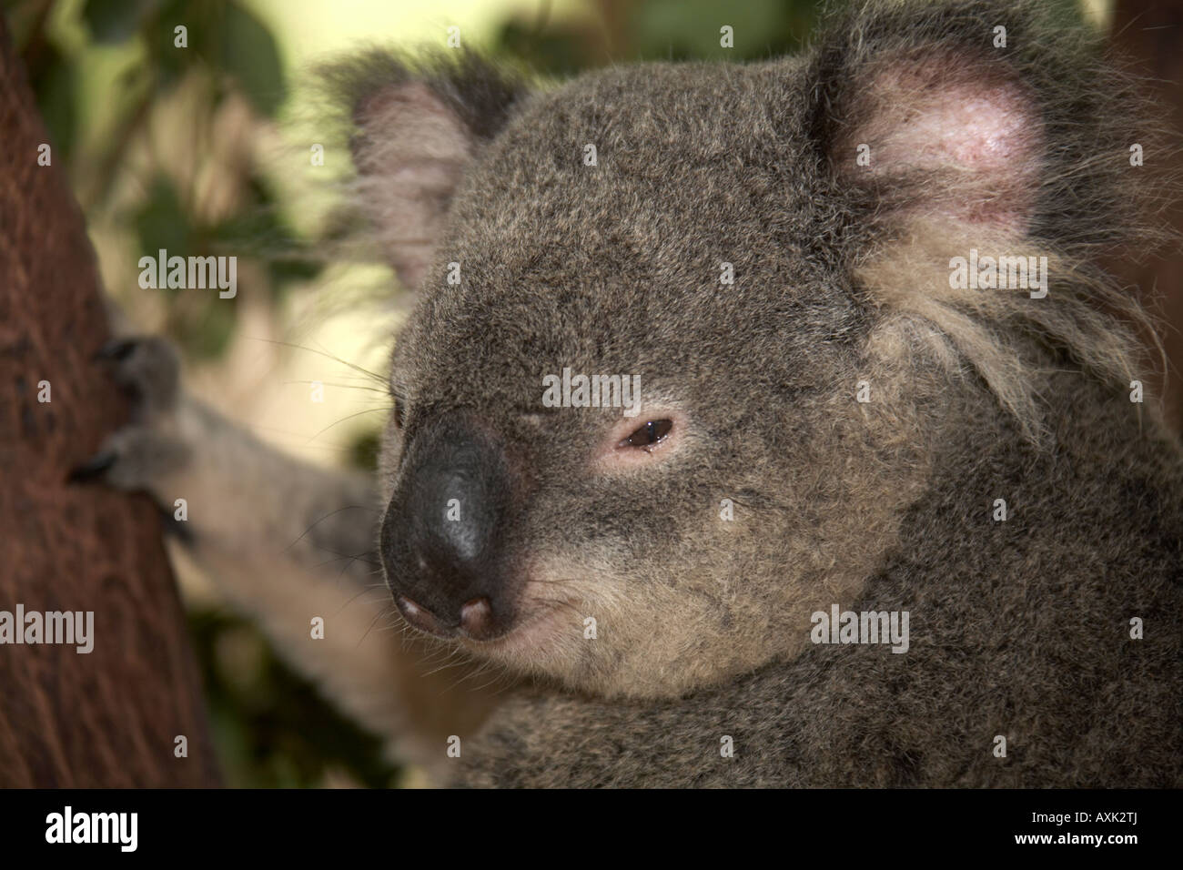 Soft cuddly Koala bear resting in a eucalyptus or gum tree in Lone Pine ...