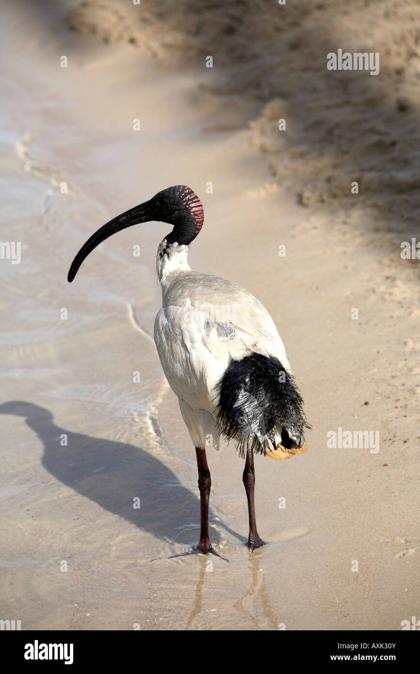 Common Crane bird on artificial Streets beach on South Bank in Brisbane ...