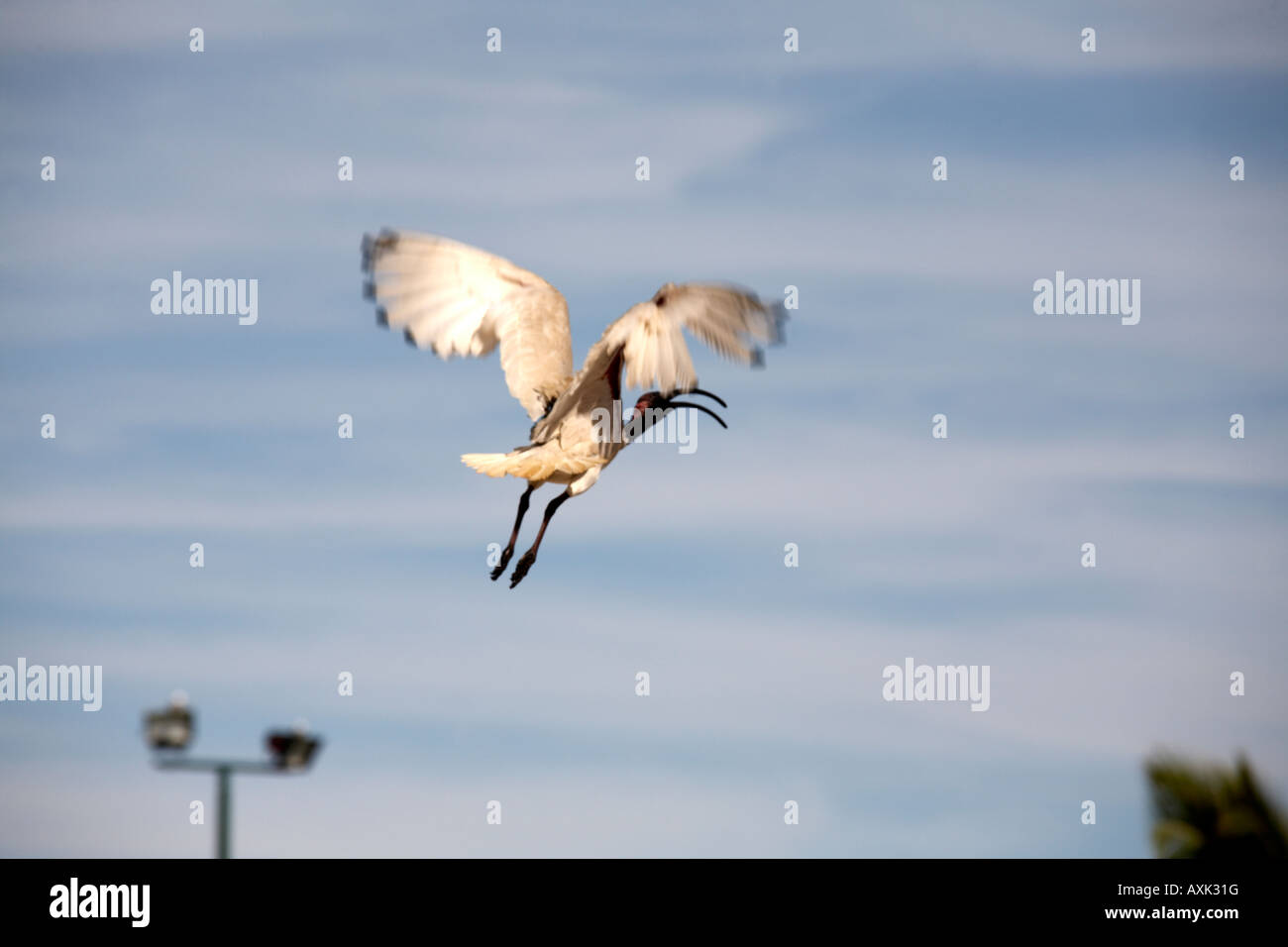 Common Crane bird flying in sky above South Bank in Brisbane Queensland ...
