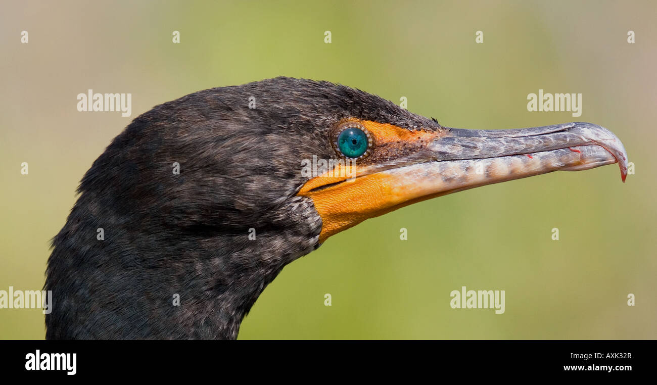 Double-Crested Cormorant portrait in horizontal format Stock Photo - Alamy