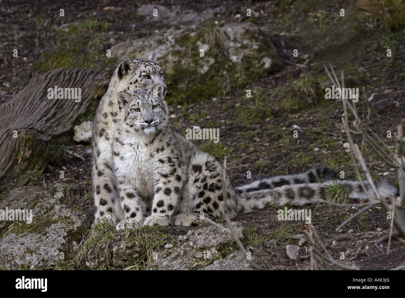 Panthera uncia himalayan hi-res stock photography and images - Alamy
