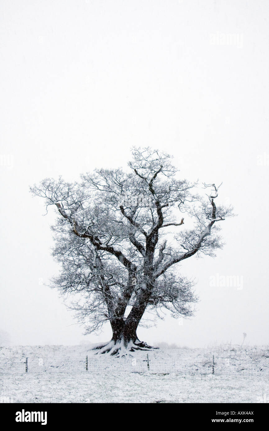 Oak Tree In Winter Drawing