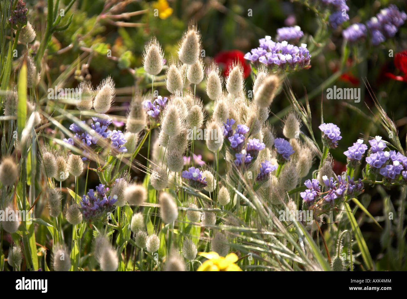 Wild spring flowers in natural display near Saronida in Attica or Atiki ...