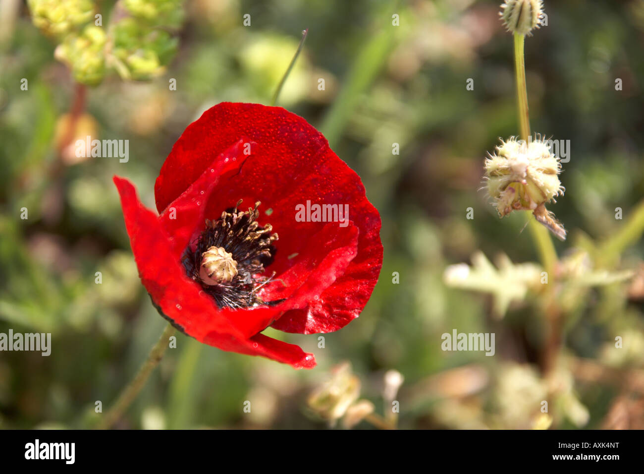 Wild spring flowers in natural display near Saronida in Attica or Atiki ...
