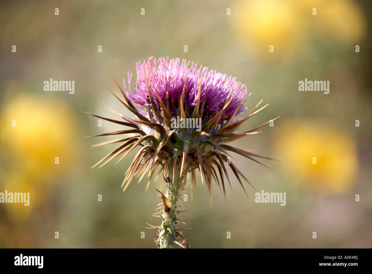 Purple spring wild thistle flowers in natural display near Saronida in ...