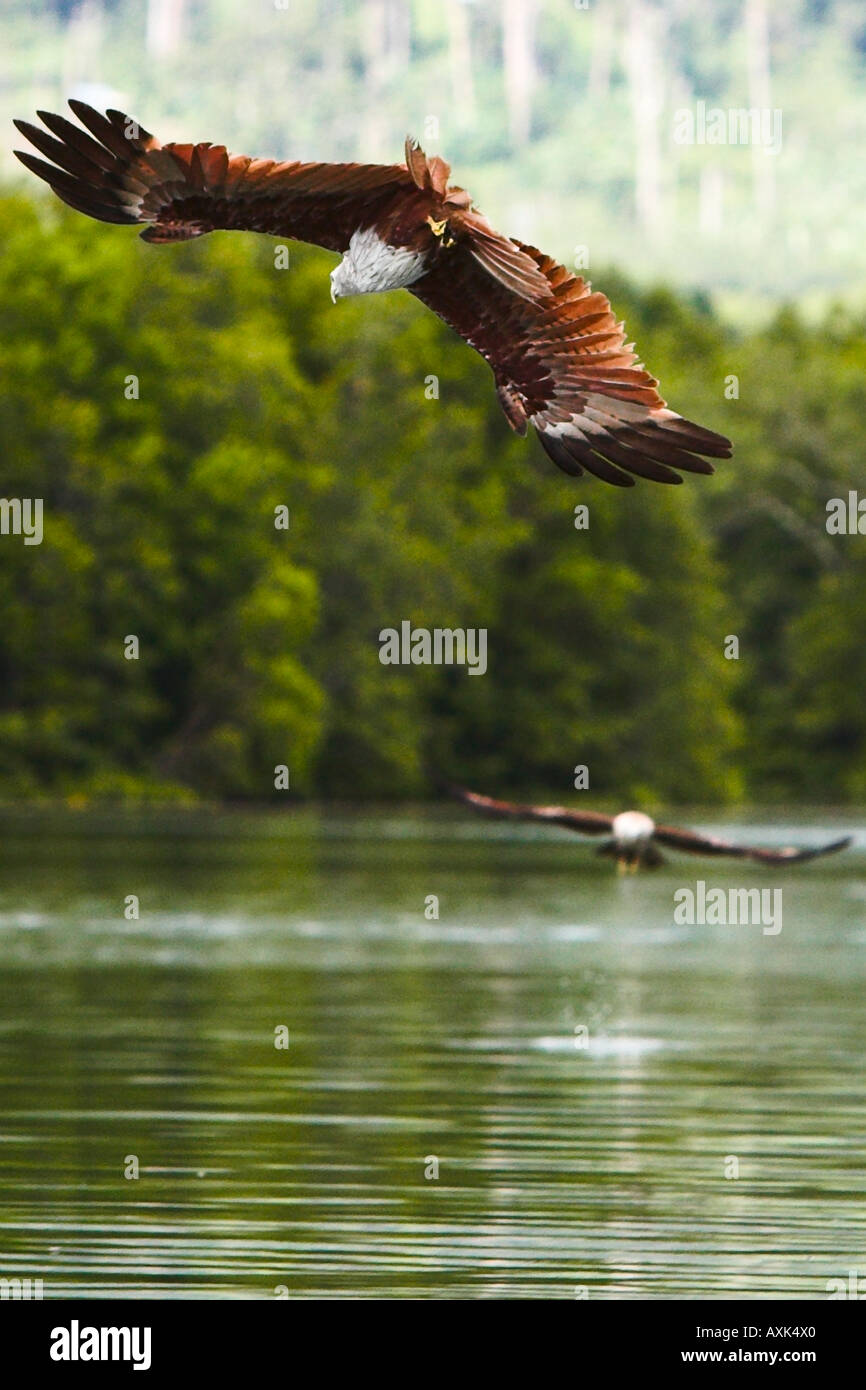 Eagle Brahminy Kite Langkawi Malaysia animal body bird wings span ...