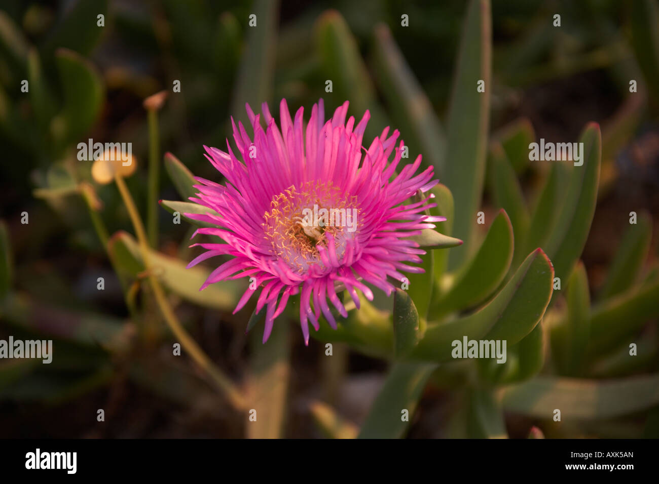Spring flower hi-res stock photography and images - Alamy