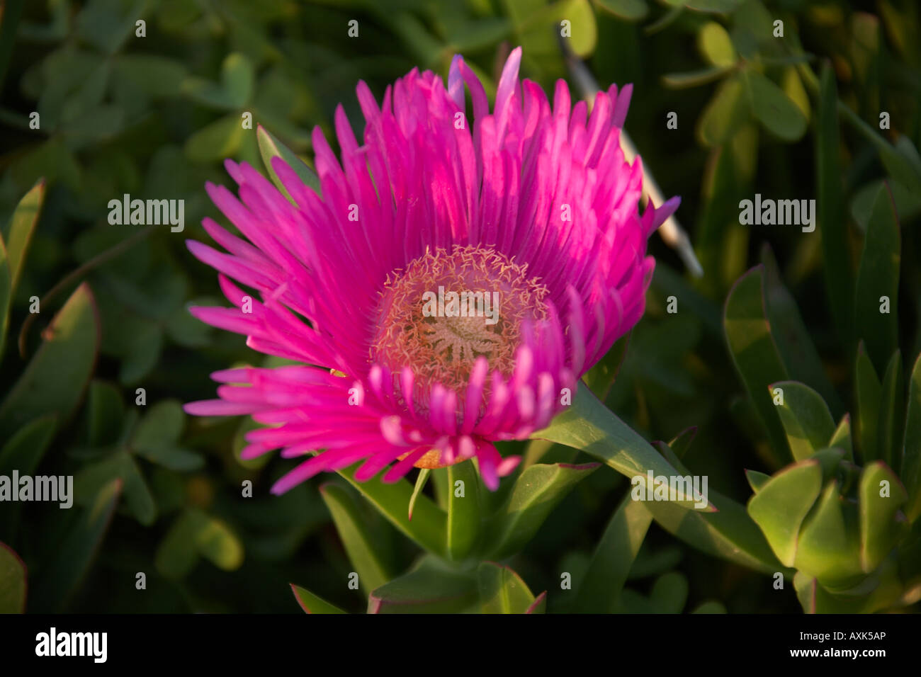 Spring flower hi-res stock photography and images - Alamy