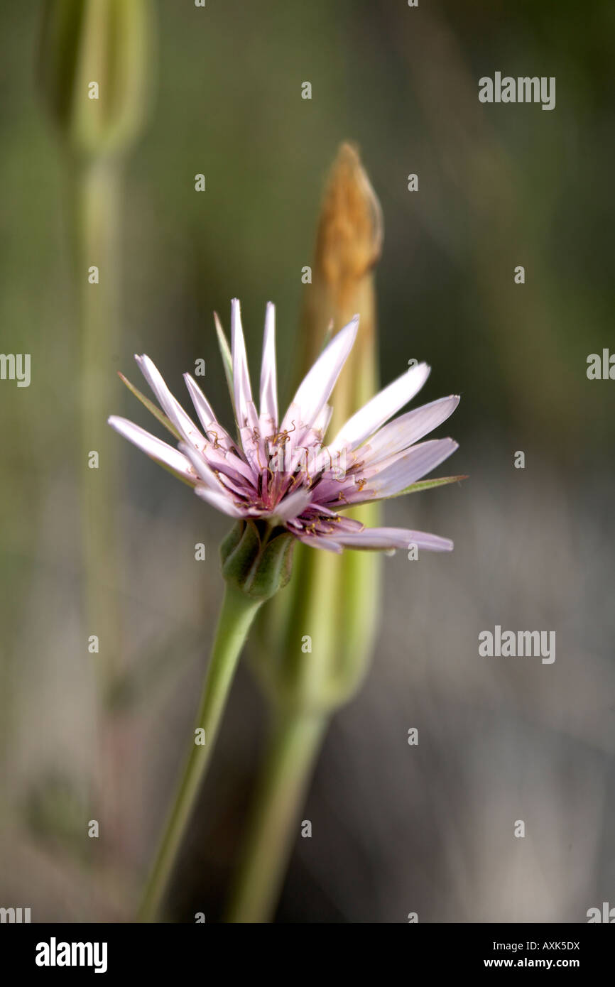 Purple spring flower on green nature reserve conservation area above ...