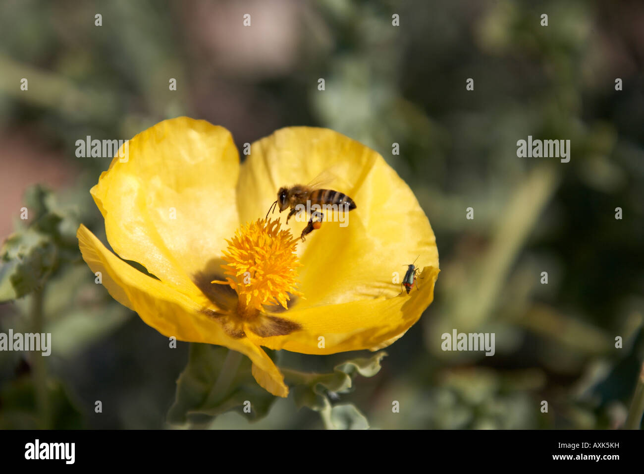 Yellow wild spring flower and honey bee with pollen sac in Attica or ...