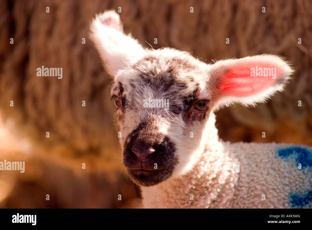 Lamb backlit with pink ear Stock Photo - Alamy