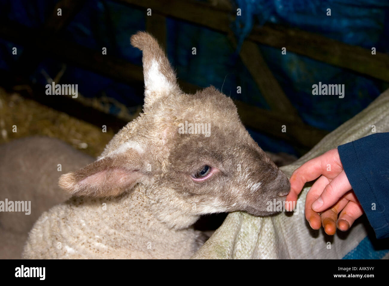 Young girl's hand with lamb Stock Photo - Alamy