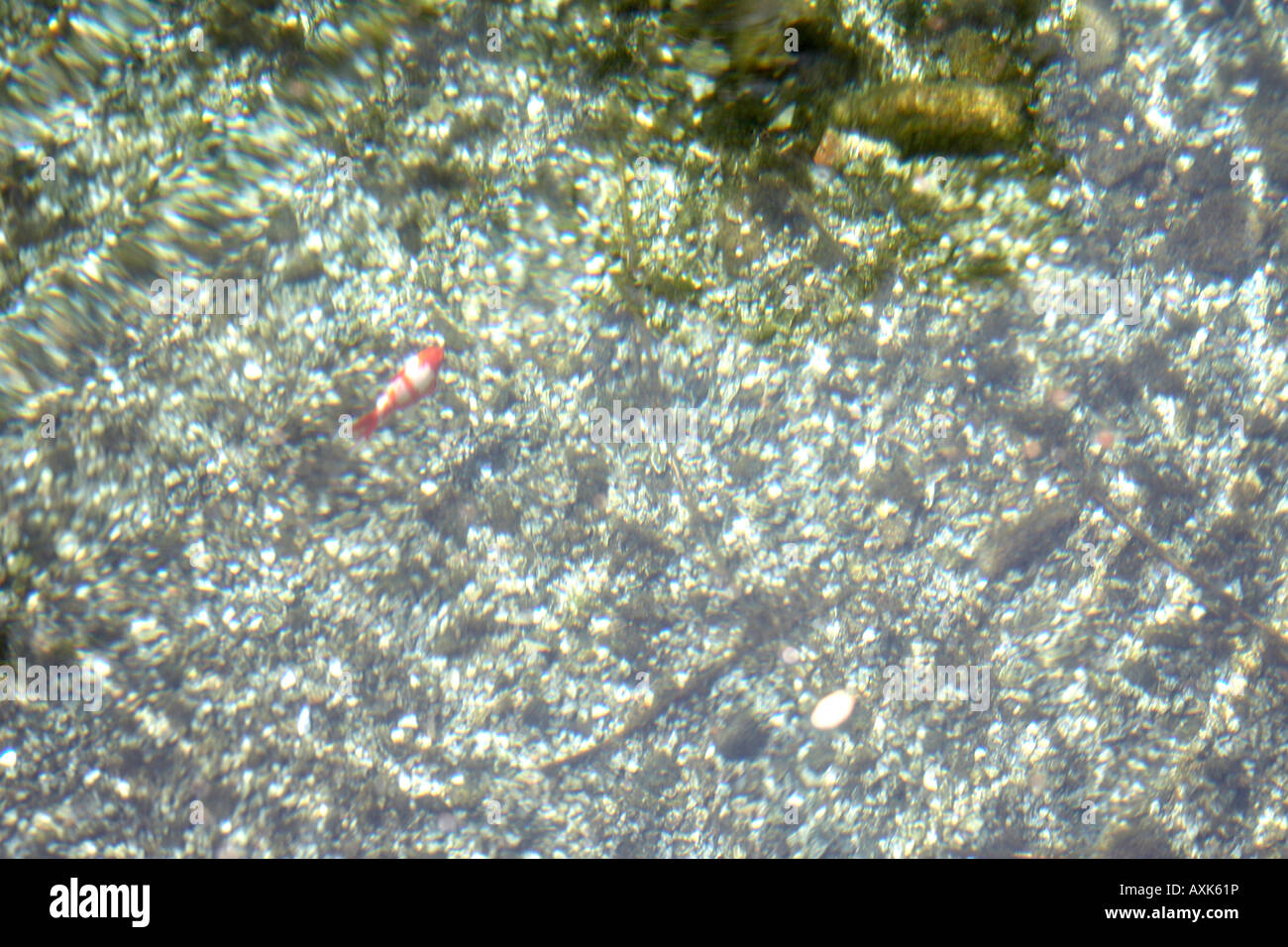 Small gardens in spring hi-res stock photography and images - Alamy