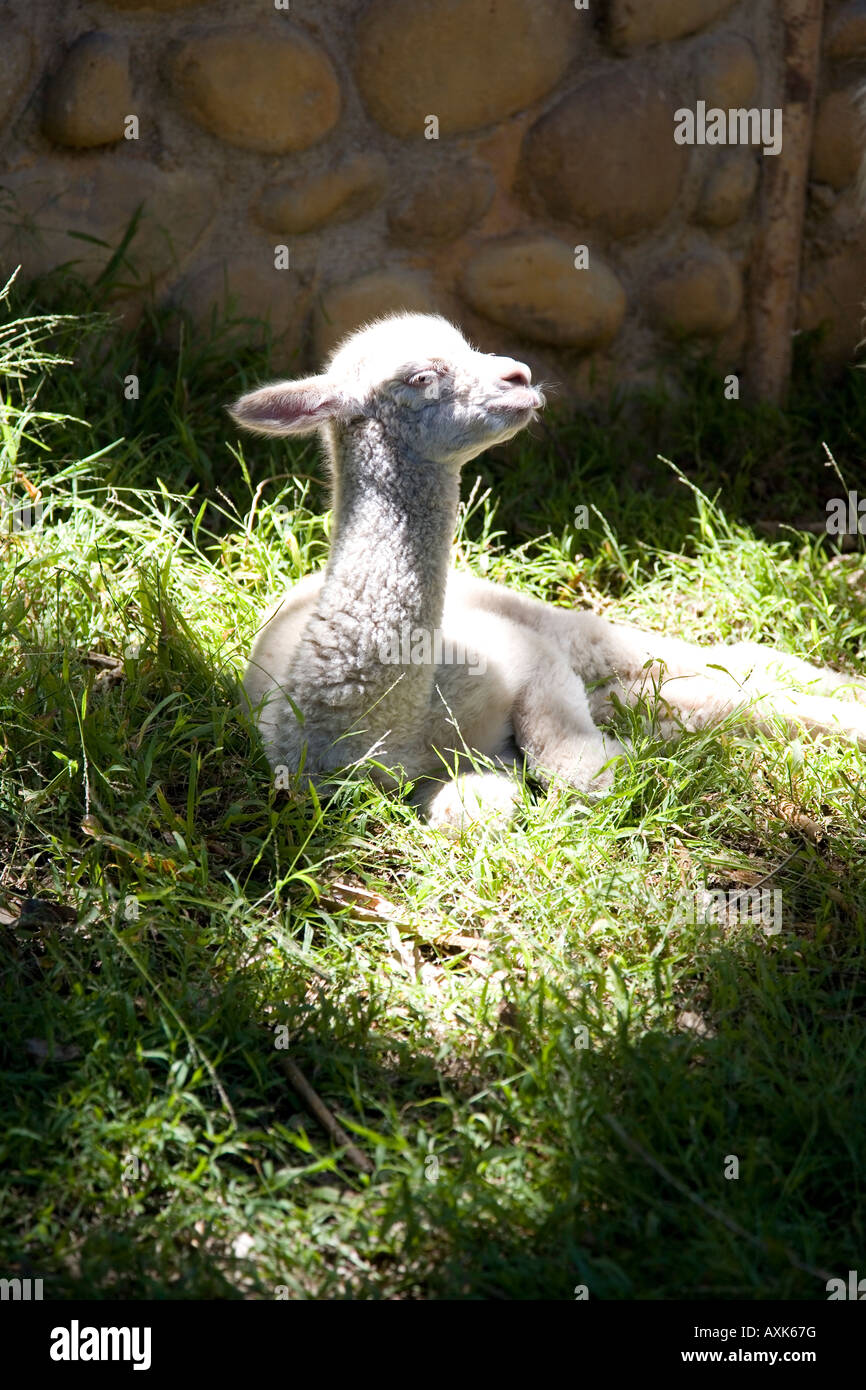 A young Alpaca on a breeding farm in South Africa sits on grassy patch ...