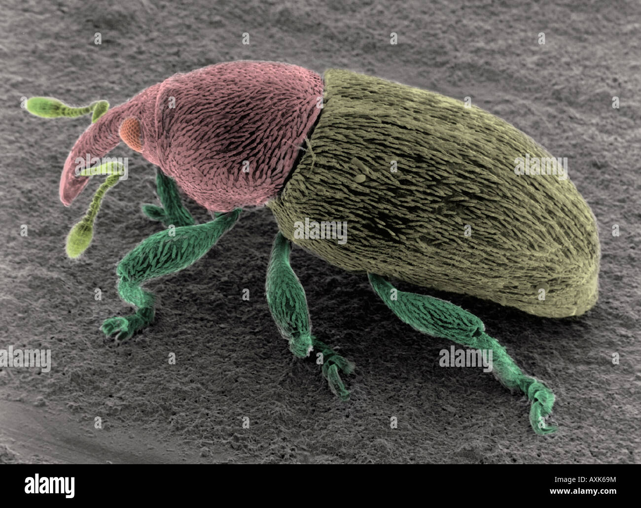 human louse colorized as seen in EM microscope Stock Photo - Alamy