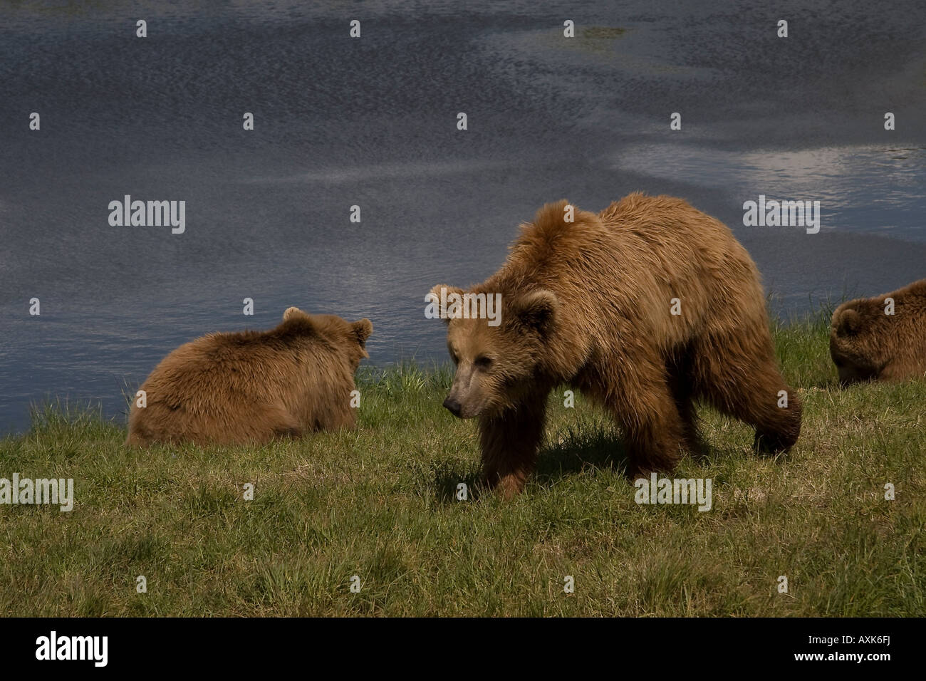 Three bears lake hi-res stock photography and images - Alamy