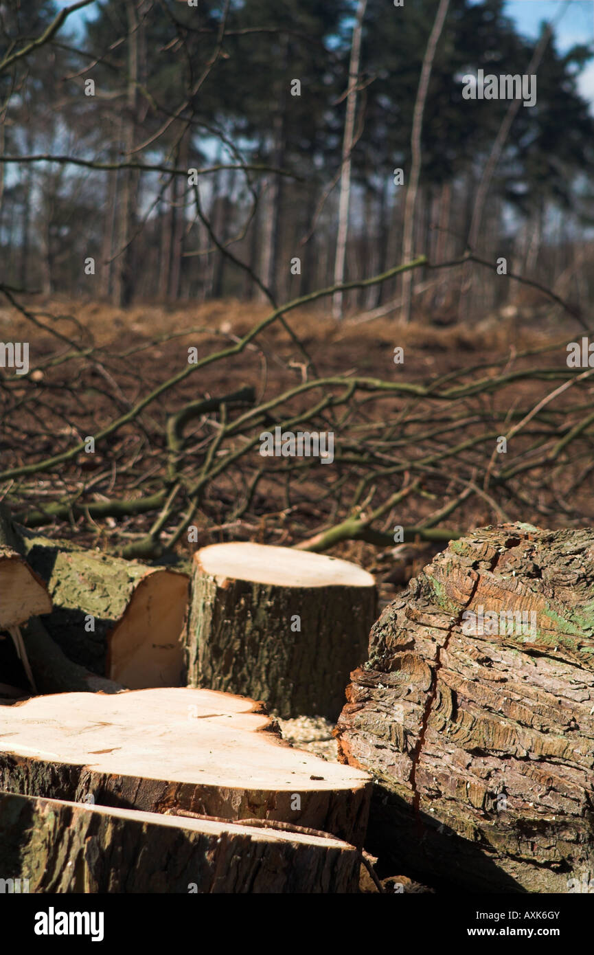 Trees chopped down Stock Photo - Alamy