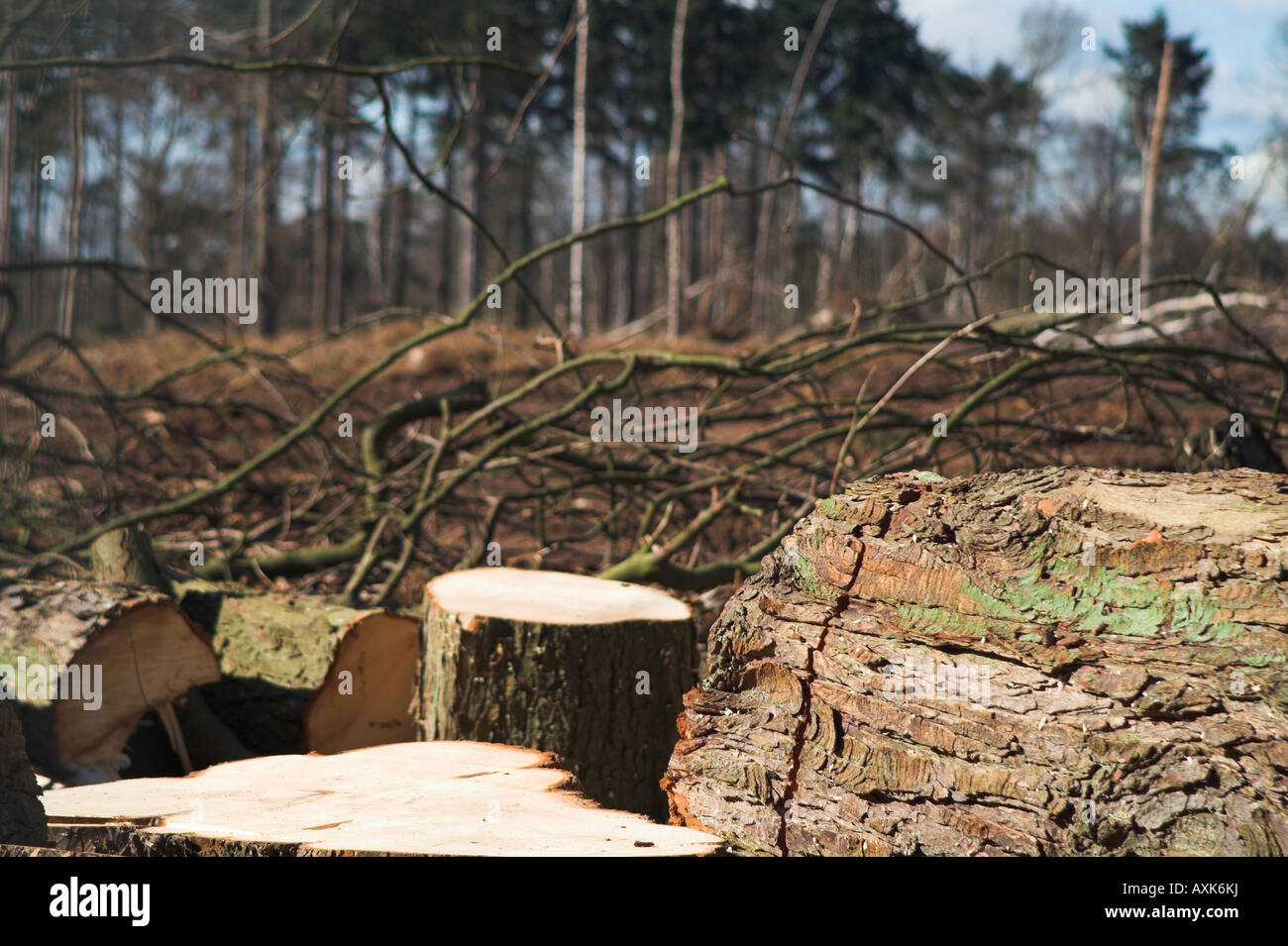 Trees chopped down Stock Photo - Alamy