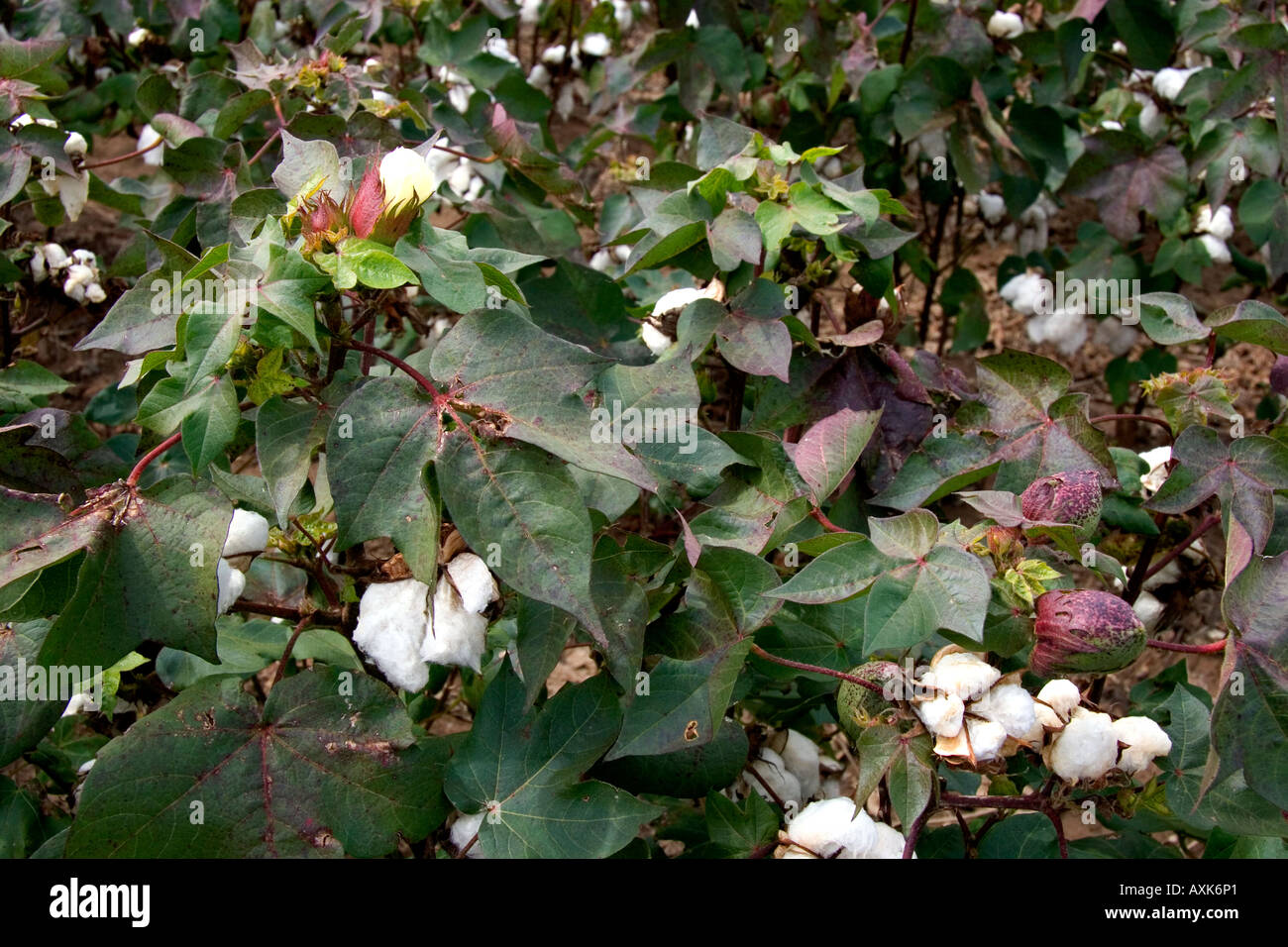 Cotton in various stages of development growing at New Madrid Missouri ...
