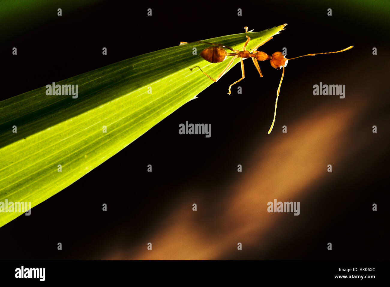 worker weaver ant working with legs antennas eyes outstretched on ...