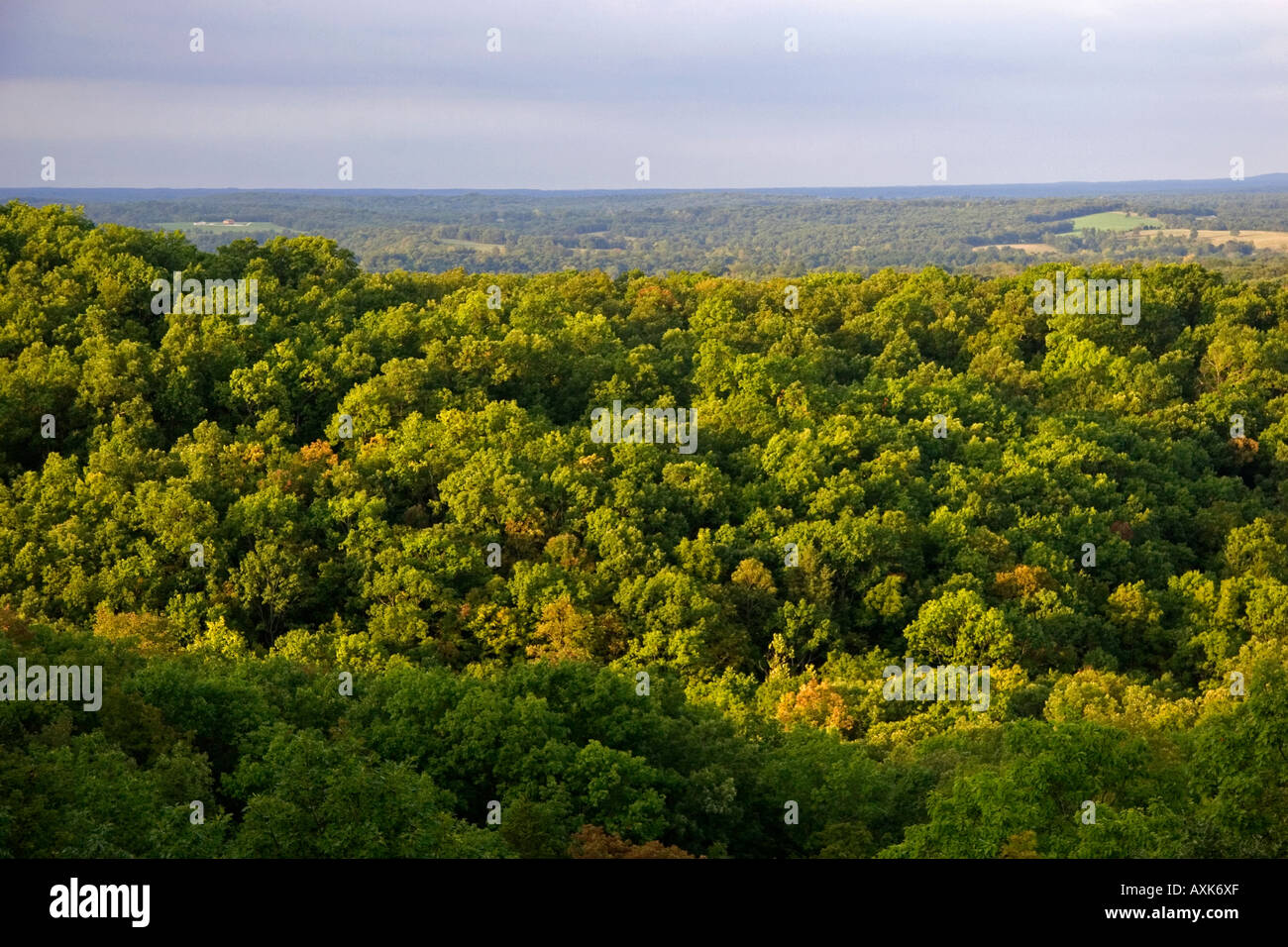 Hardwood forest in central Missouri Stock Photo - Alamy