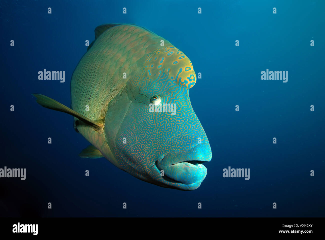 Napoleon wrasse in the Red sea, Egypt Stock Photo - Alamy