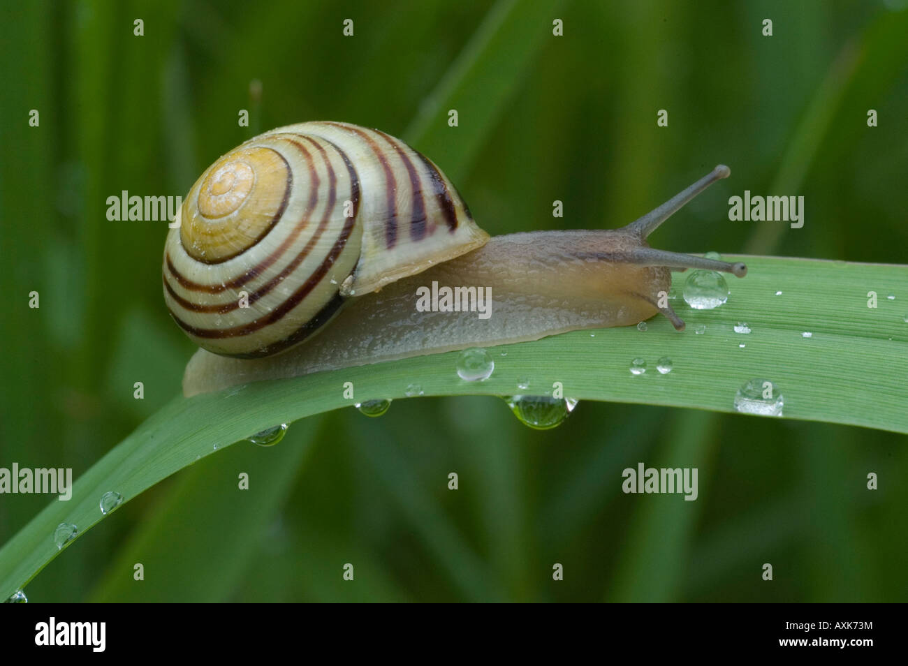 snail on grass Stock Photo - Alamy