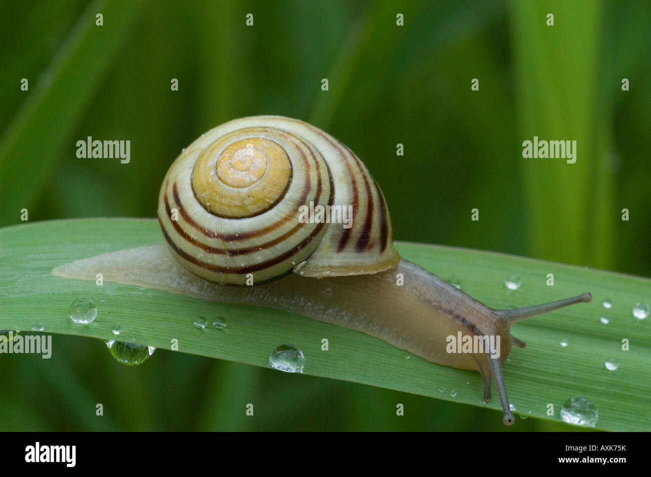 snail with water drops Stock Photo - Alamy
