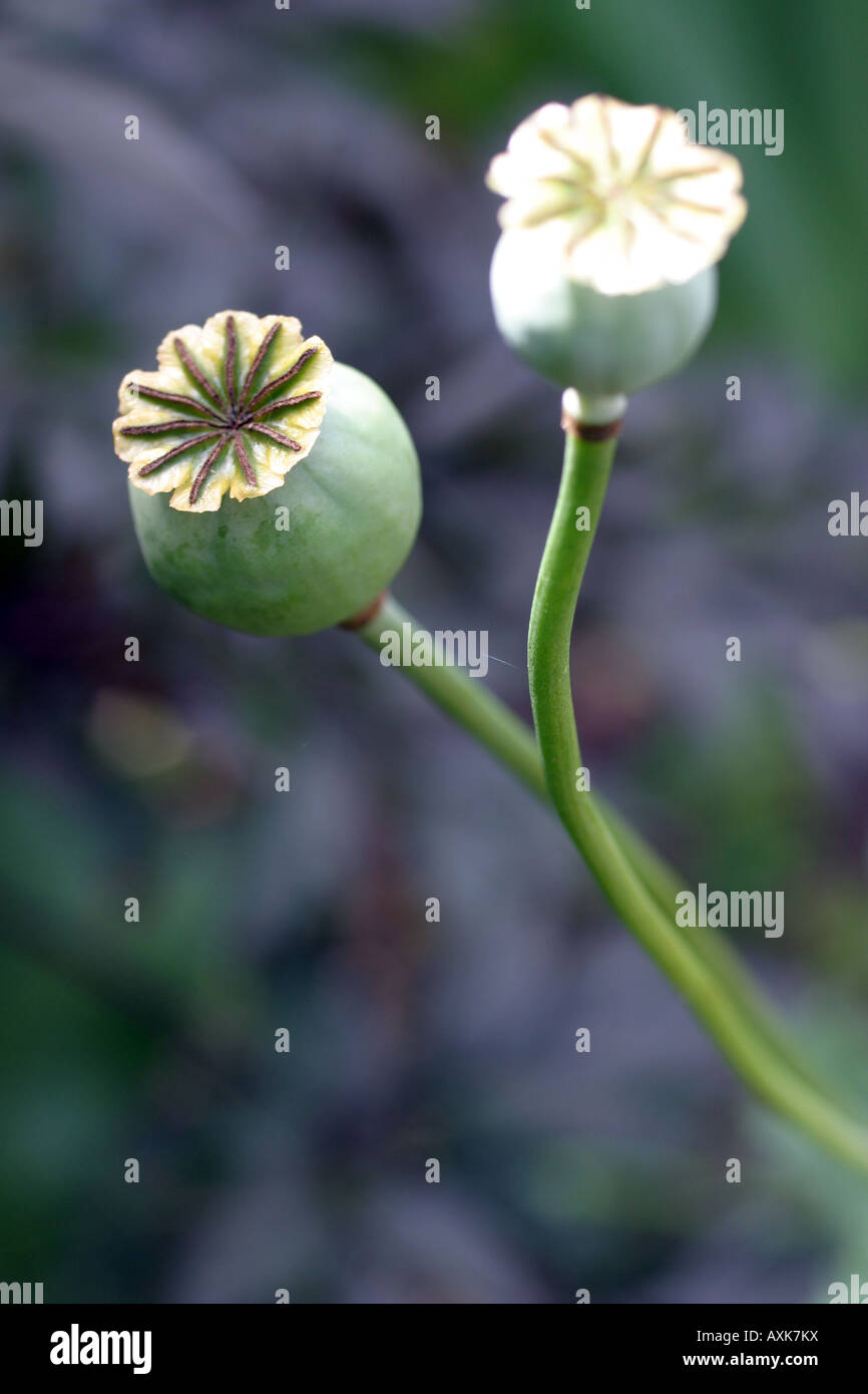 poppy seed head Stock Photo - Alamy