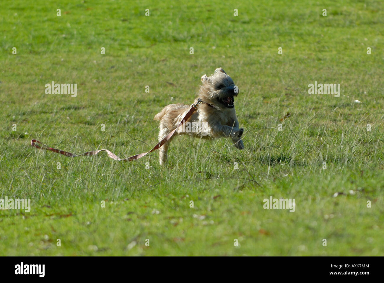 Dog running free, leash trailing behind Stock Photo - Alamy