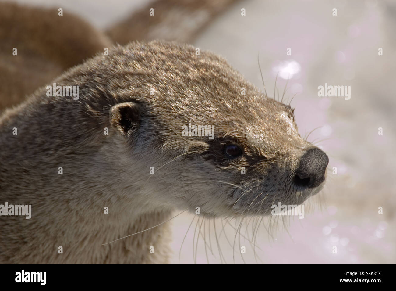 A Northern River Otter in Winter Stock Photo - Alamy