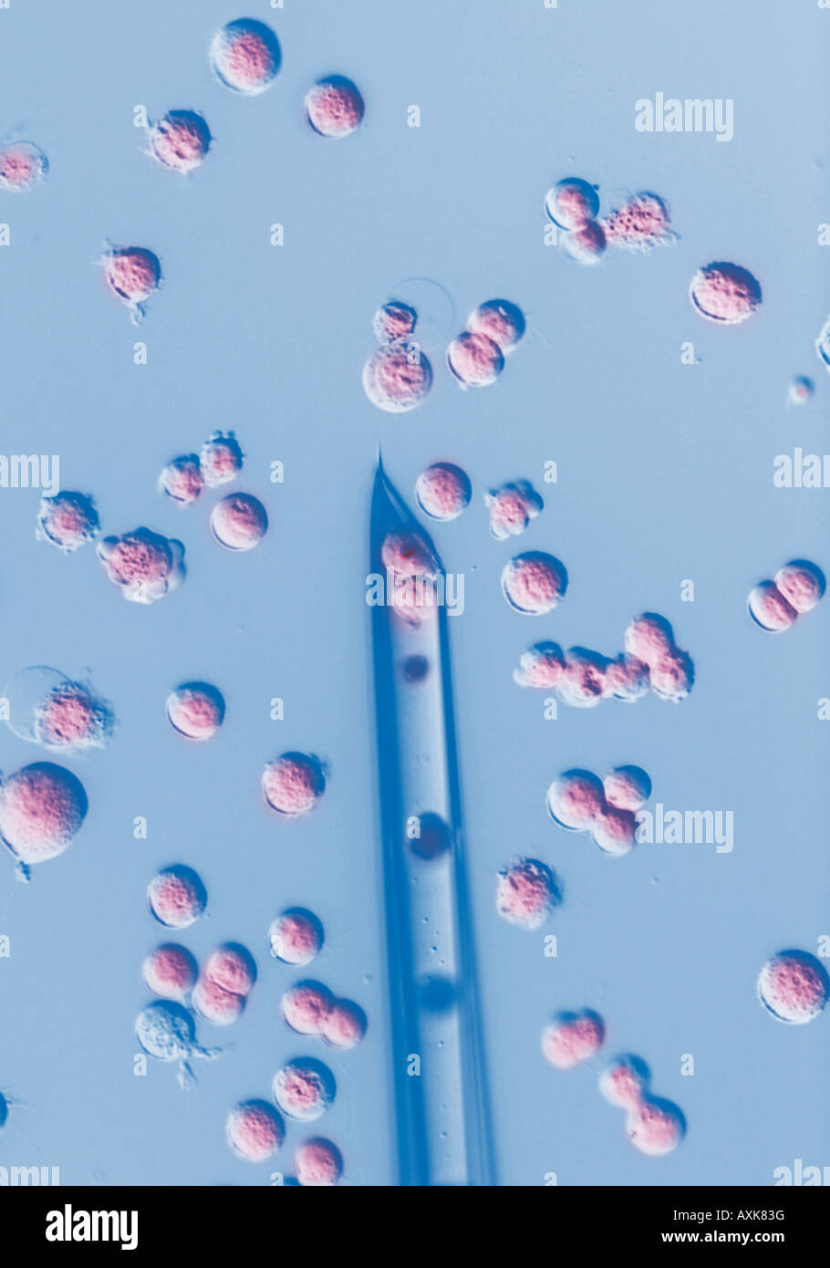 cloning microinjection syringe and human embryonal stem cells ES cells ...