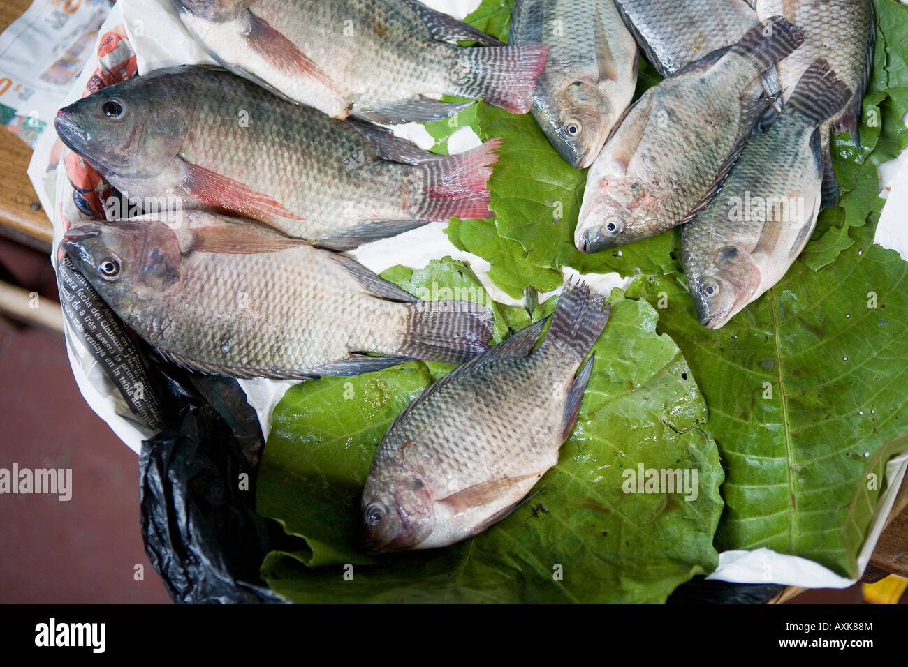 Fresh fish in market Suchitoto El Salvador Stock Photo - Alamy