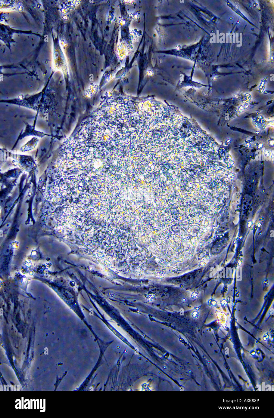 Embryonic Stem Cell Stock Photos & Embryonic Stem Cell Stock Images - Alamy