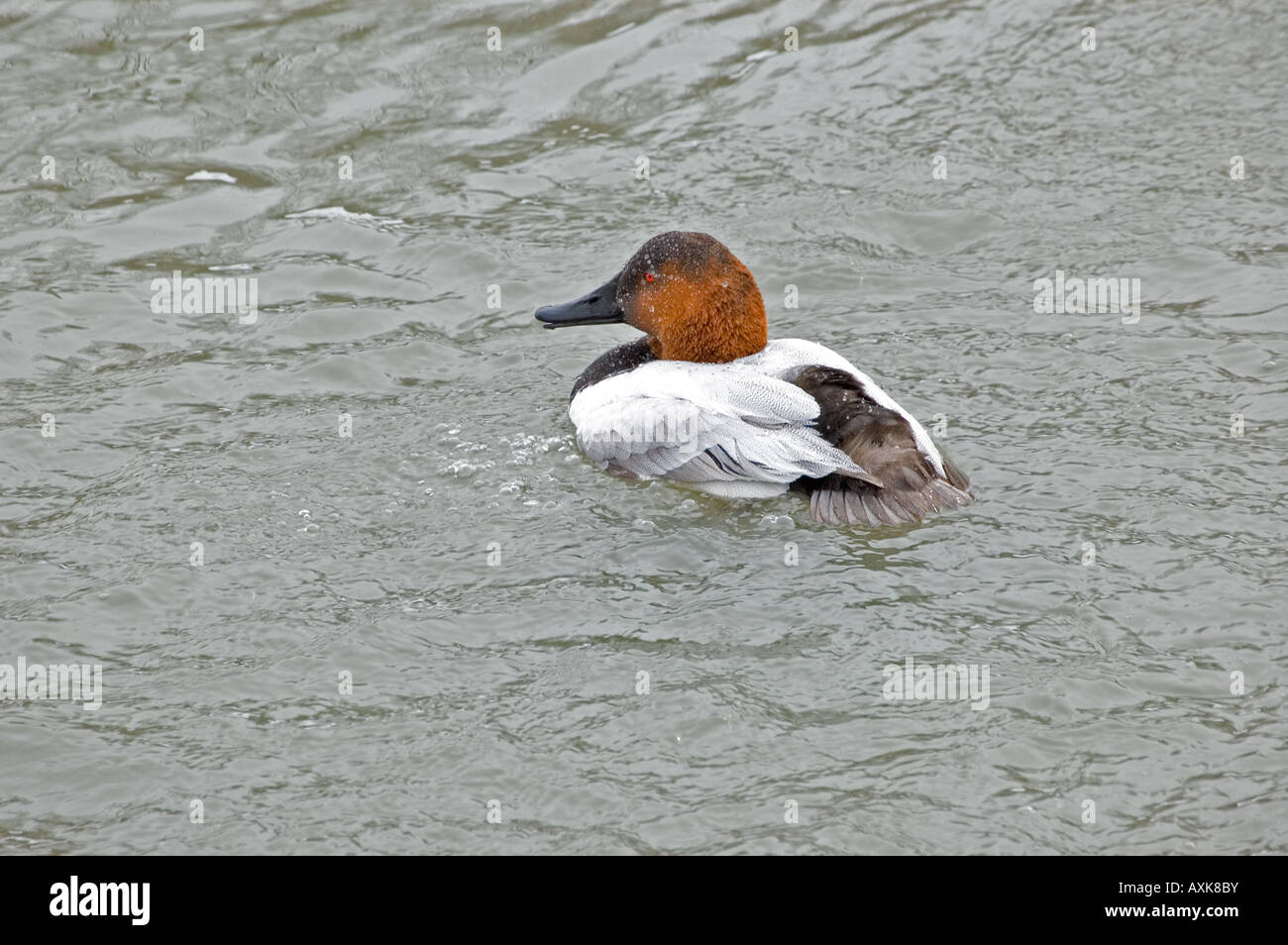 A Canvasback Duck Stock Photo - Alamy