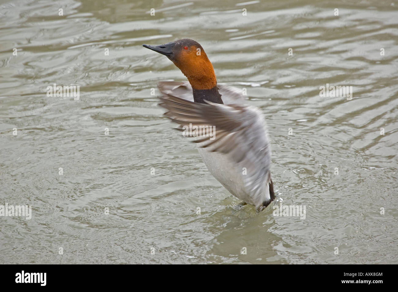 A Canvasback Duck taking off Stock Photo - Alamy