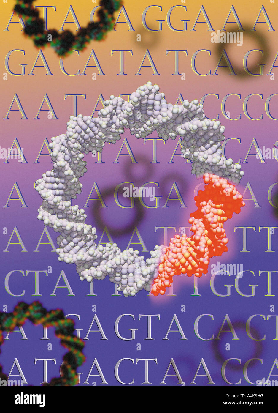 circular DNA plasmid with active gene used in gene therapy and cloning ...