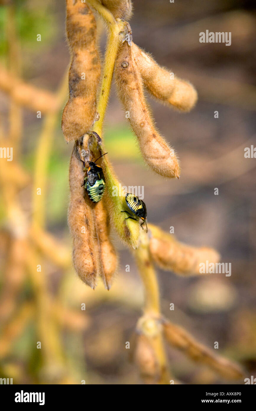 Stink bugs on unripe soy bean pods in Kansas Stock Photo - Alamy