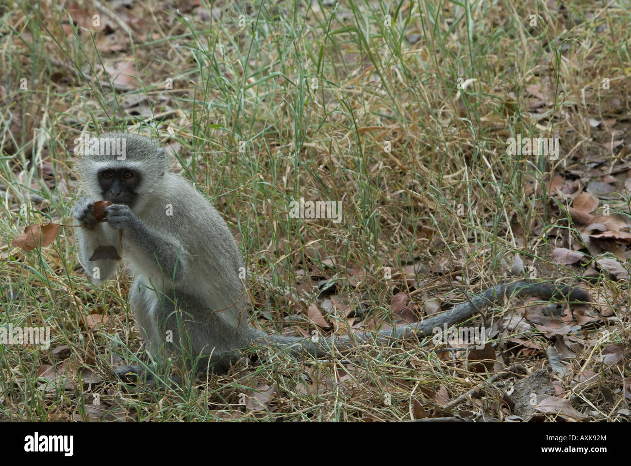 A young vervet monkey foraging for food on the ground Stock Photo - Alamy