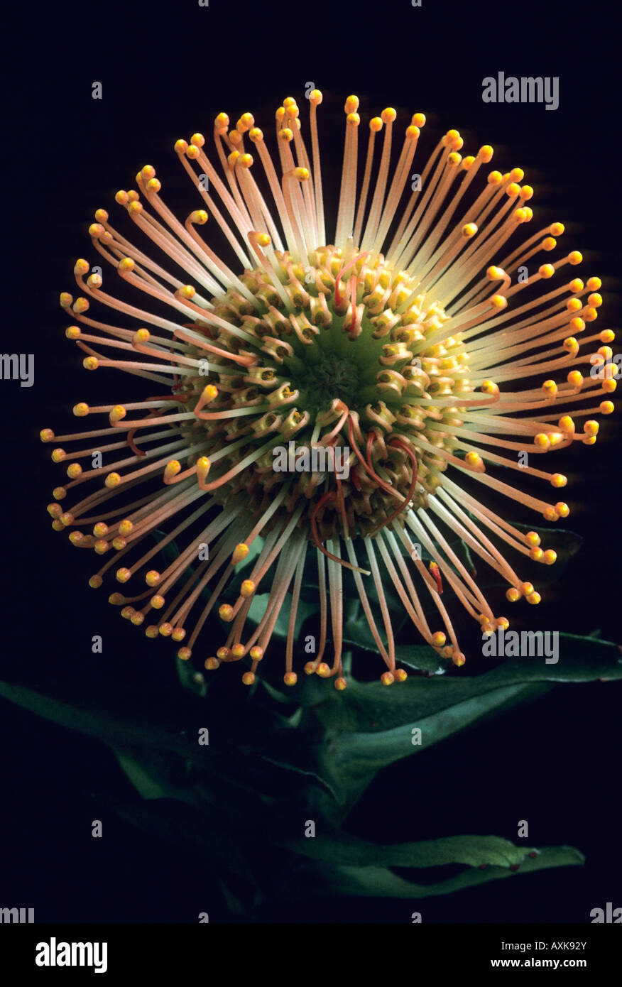 Protea flower (Leucospermum sp.) Botanical Garden, Native to S. Afriica ...