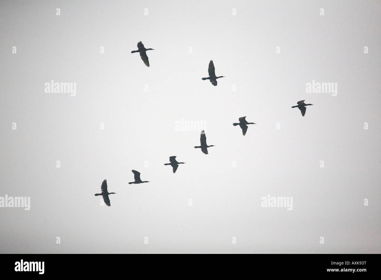 Geese migrate in an arrow formation. This helps reduce wind resistance ...